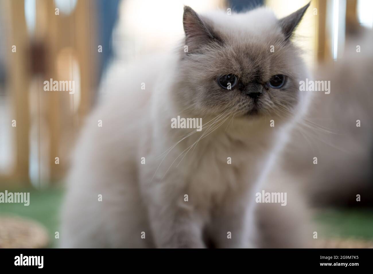 Cute fluffy himalayan cat Stock Photo - Alamy