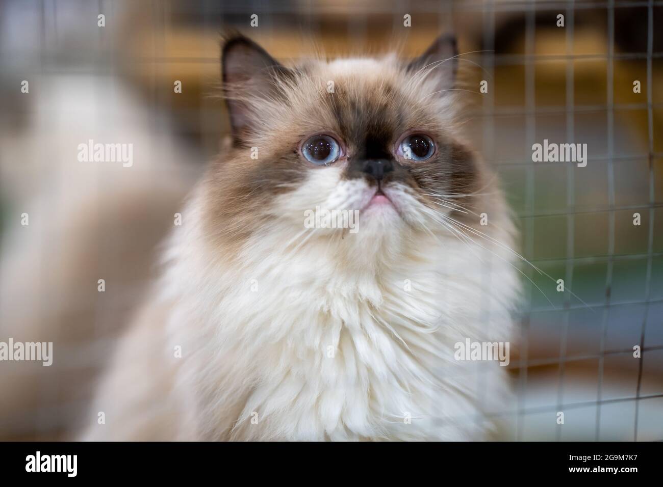 Cute fluffy himalayan cat Stock Photo - Alamy