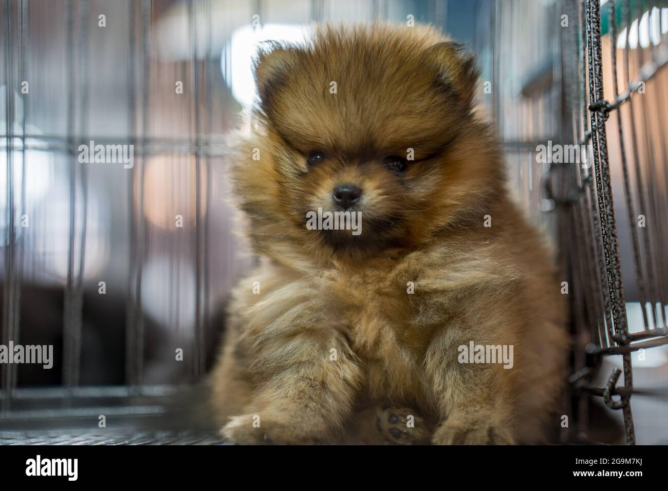 Cute German Spitz dog in a cage Stock Photo - Alamy