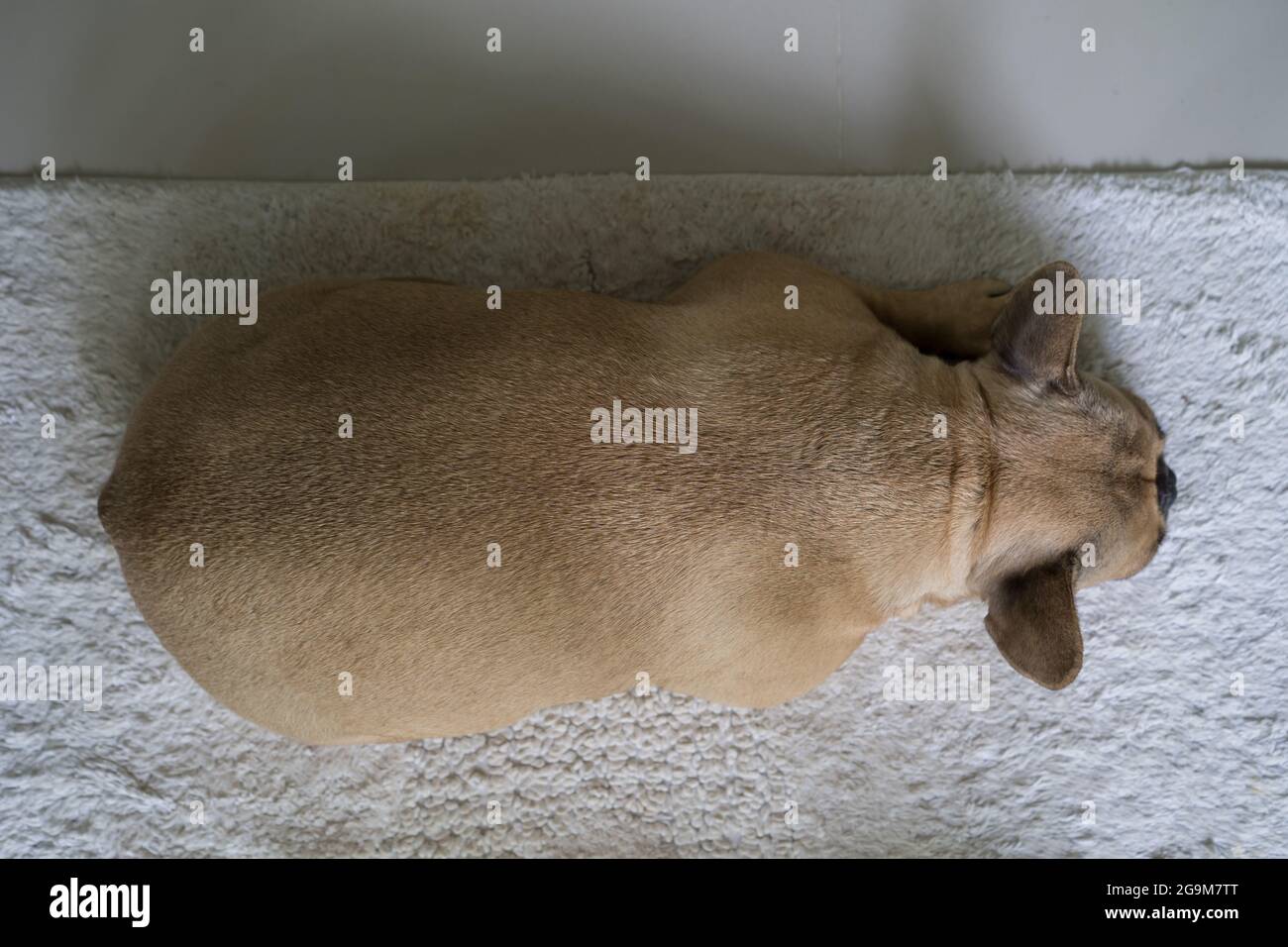 Back of bulldog hi-res stock photography and images - Alamy