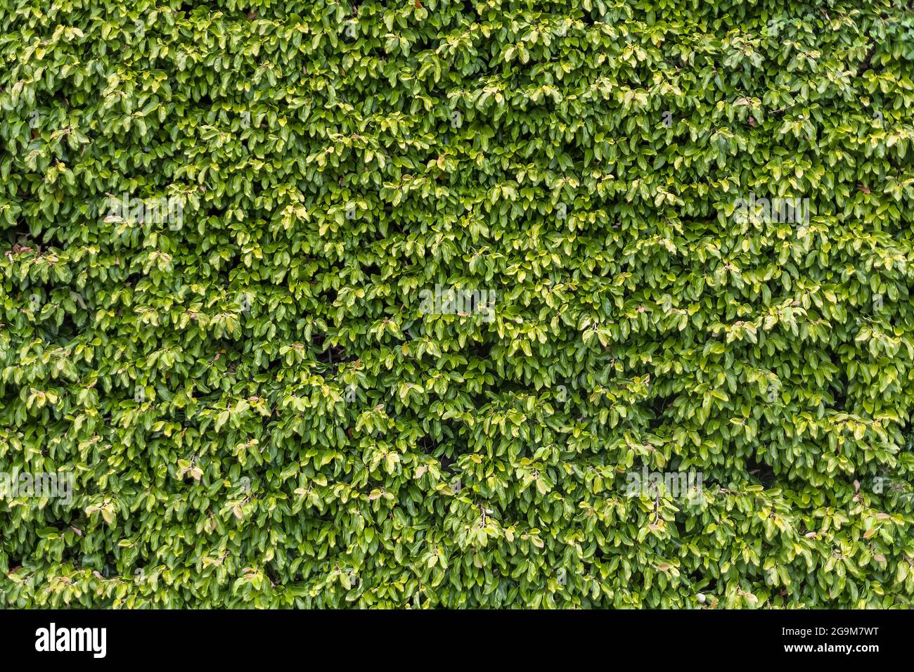 View of a green wall, with dense green foliage plant, landscaped wall ...