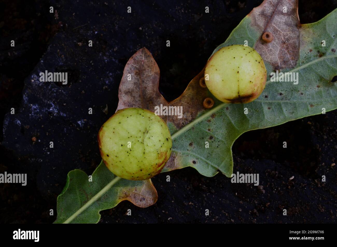 Cherry gall of the gall wasp Cynips quercusfolii on the underside of ...