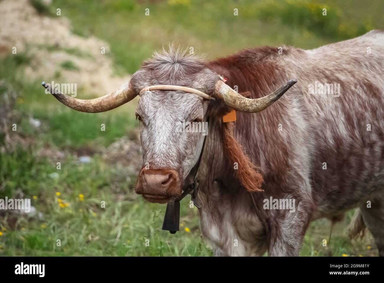 Portuguese beef cattle hi-res stock photography and images - Alamy