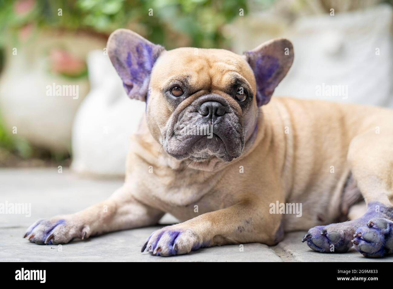 Sallow focus of a cute sad French Bulldog laying on the floor Stock ...