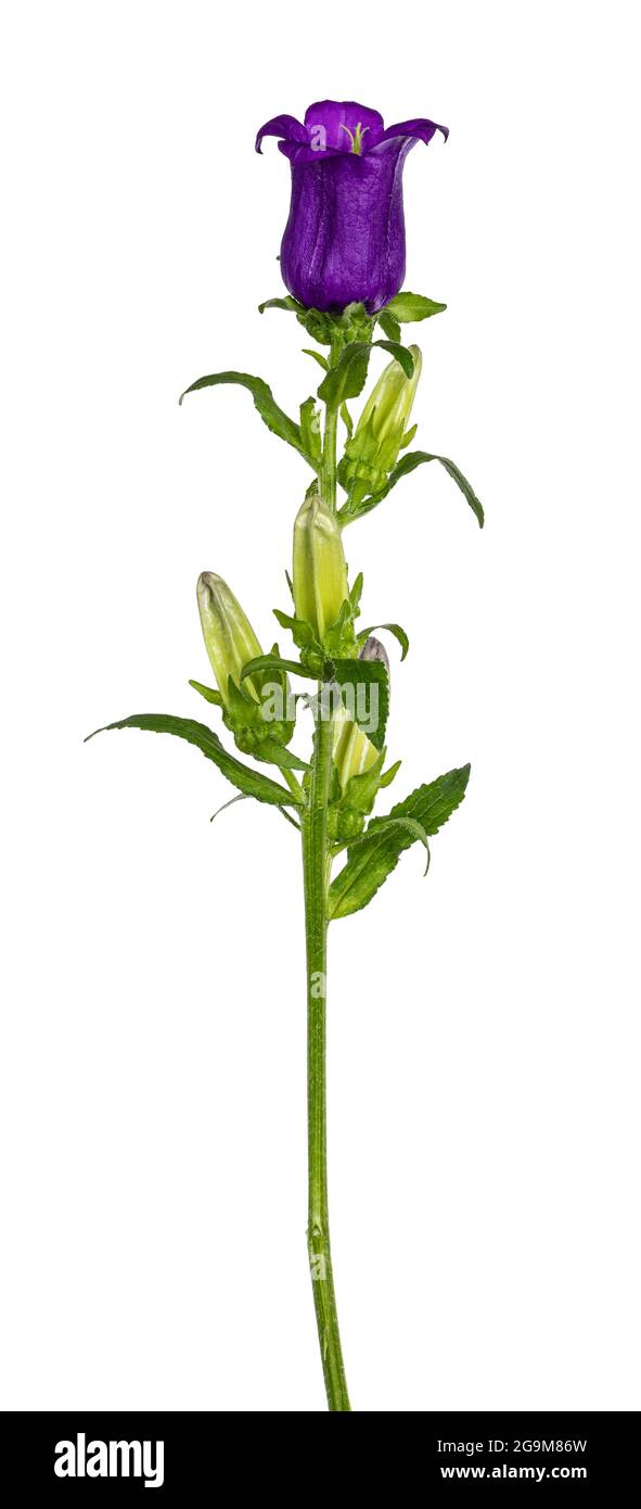 Side view of Ppurple Bellflower aka Campanula. One blooming fower and ...