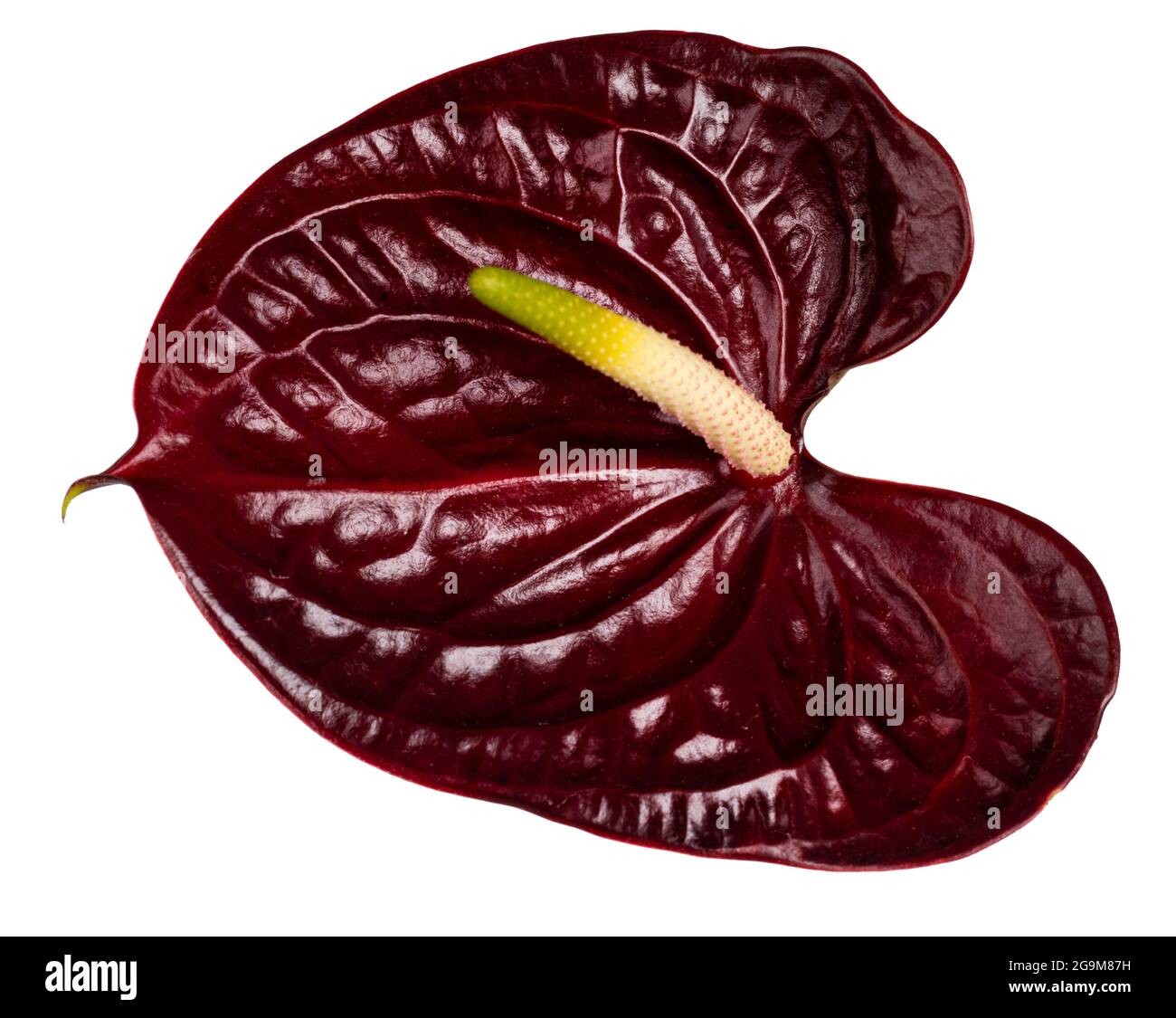 Top view of dark red Flamingo flower aka Anthurium. Isolated on a white ...