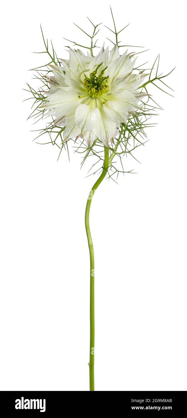 Side view of Love in a mist aka Nigella flower. White flower with green ...