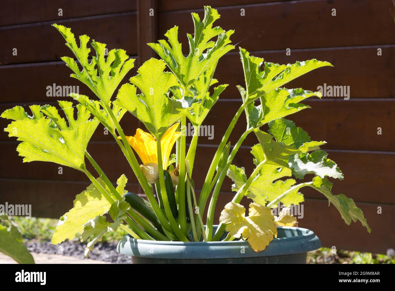 Courgette or zucchini plant with fruit Stock Photo - Alamy