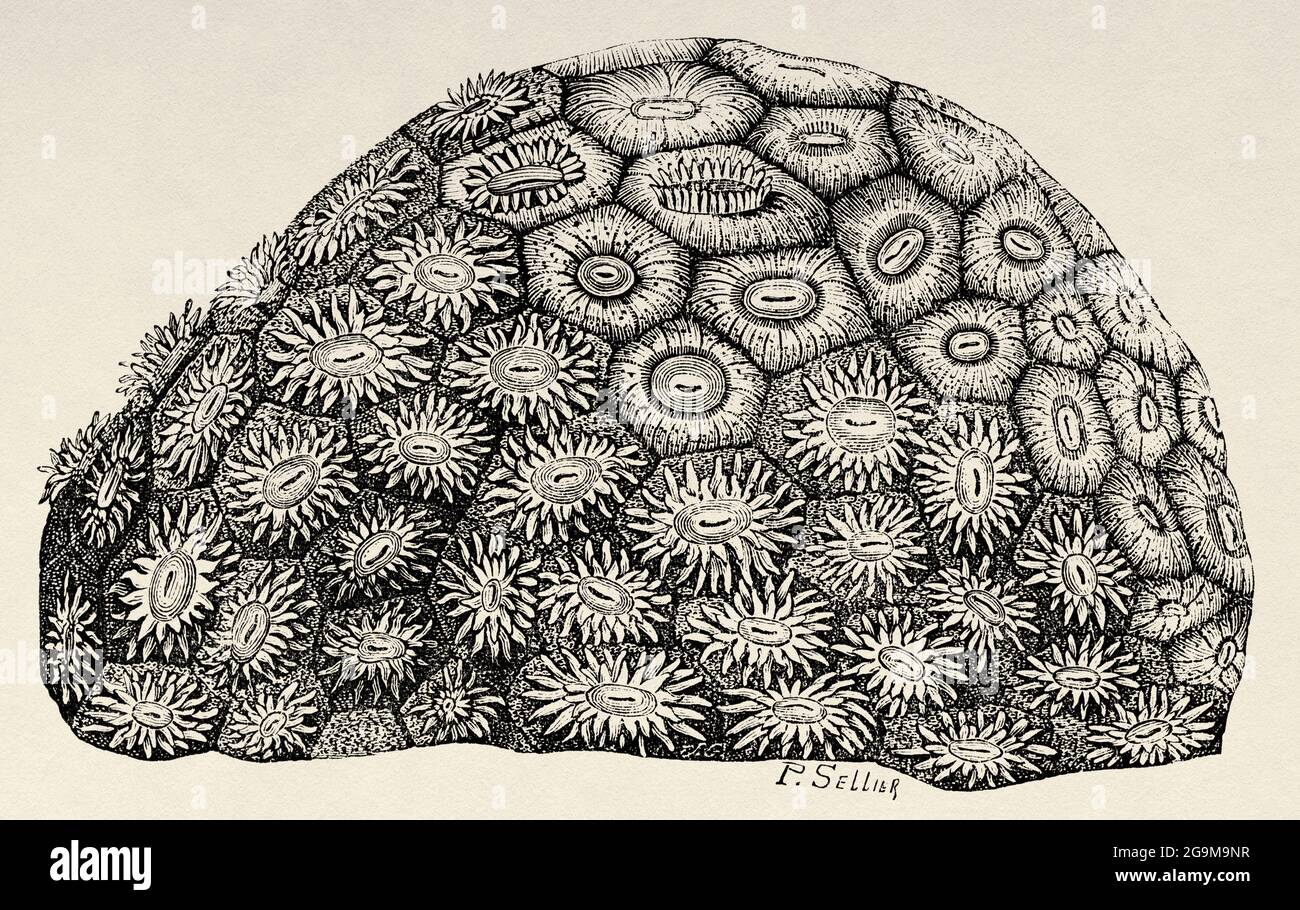 About The Asteroid Astraea