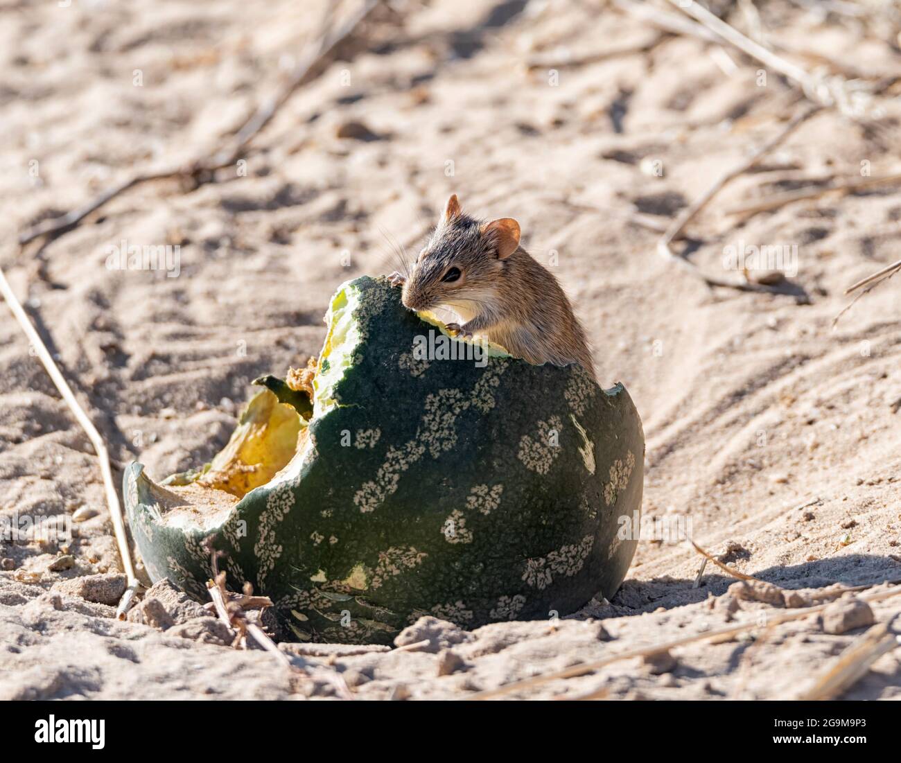 Kalahari melon hi-res stock photography and images - Alamy