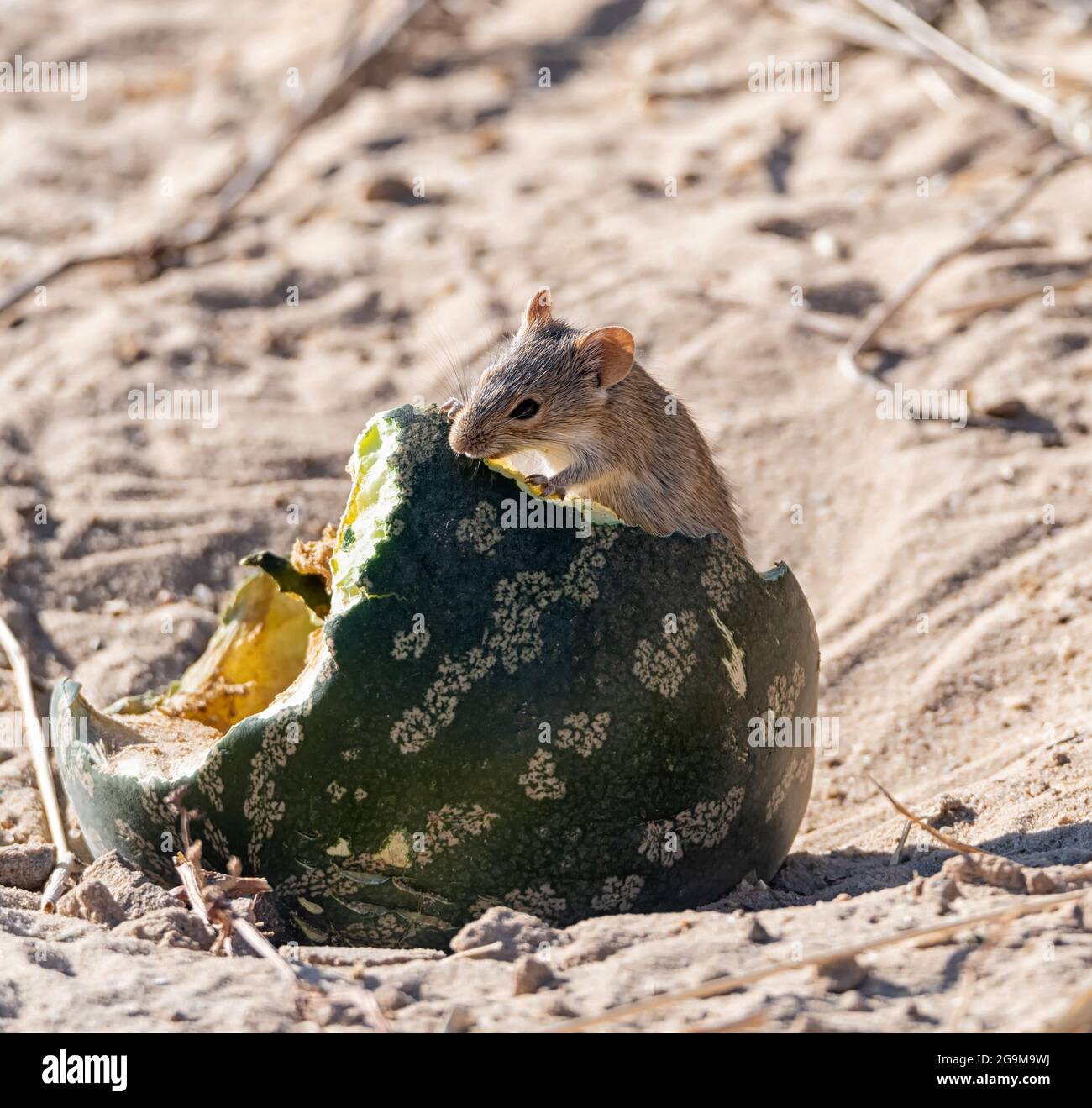 A Striped Mouse eating a Tsaama Melon in Southern African savannah ...