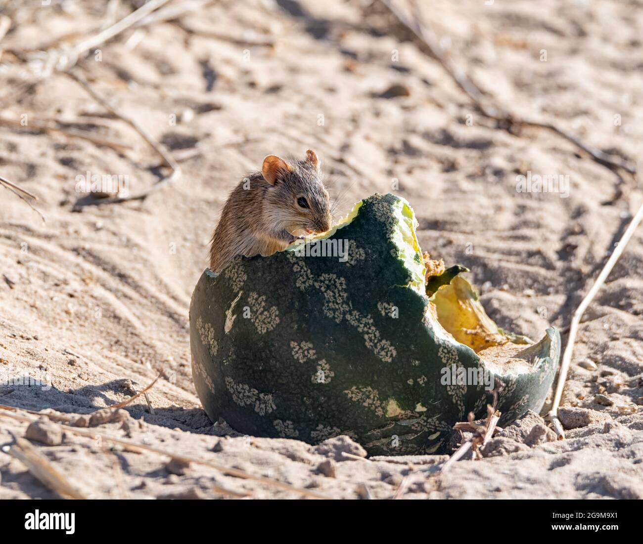 Kalahari Mouse High Resolution Stock Photography and Images - Alamy