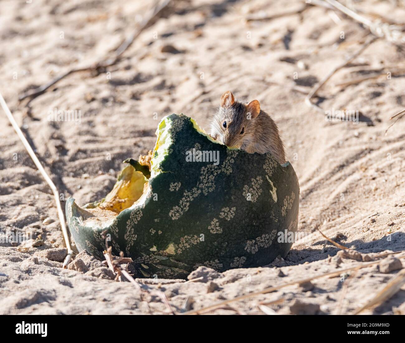 A Striped Mouse eating a Tsaama Melon in Southern African savannah ...