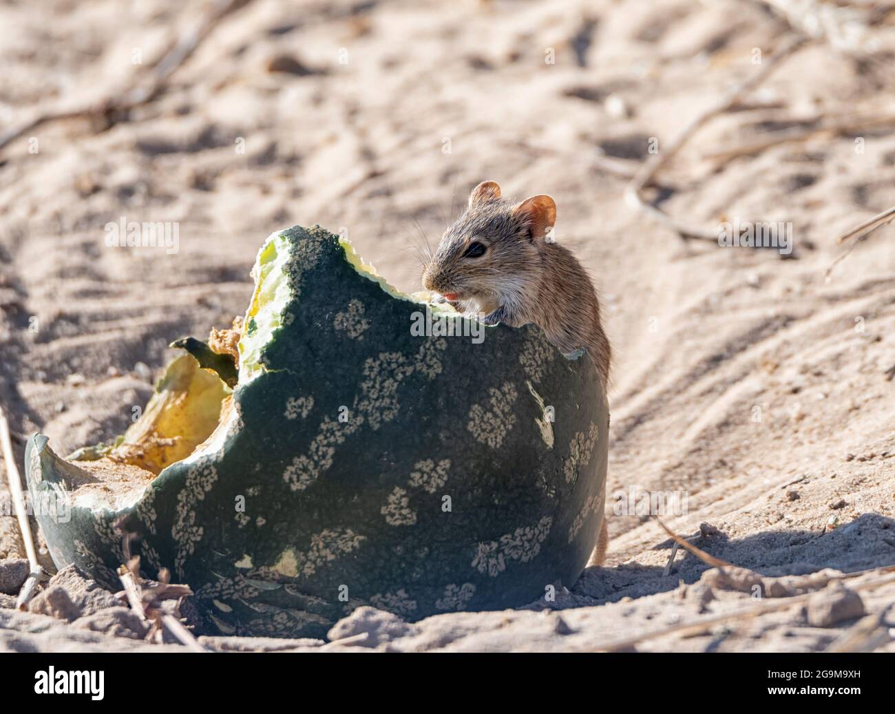 A Striped Mouse eating a Tsaama Melon in Southern African savannah ...
