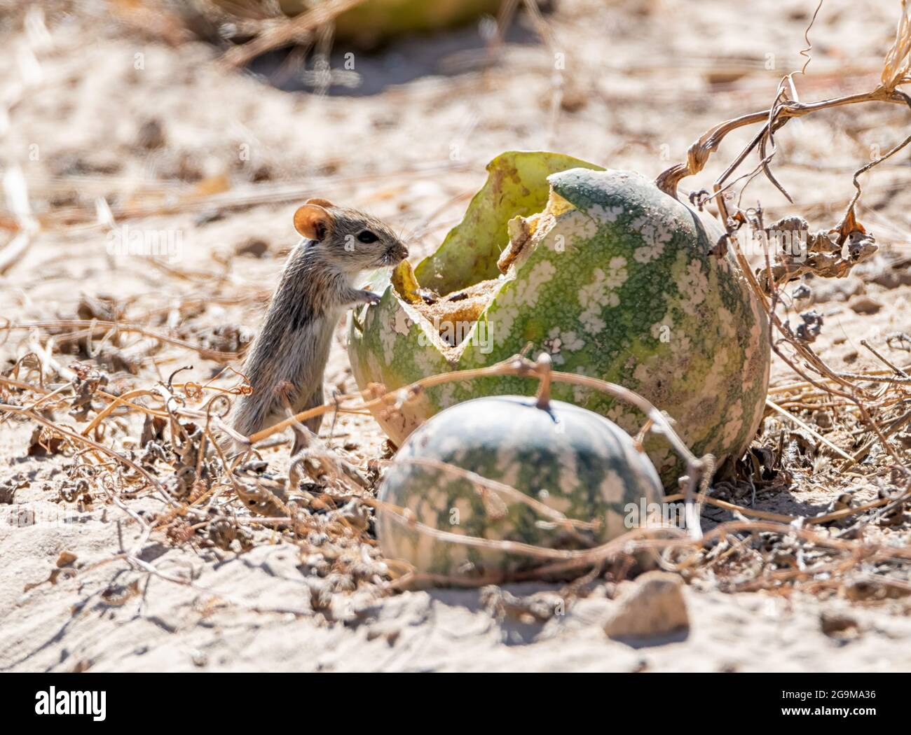 Kalahari Mouse High Resolution Stock Photography and Images - Alamy