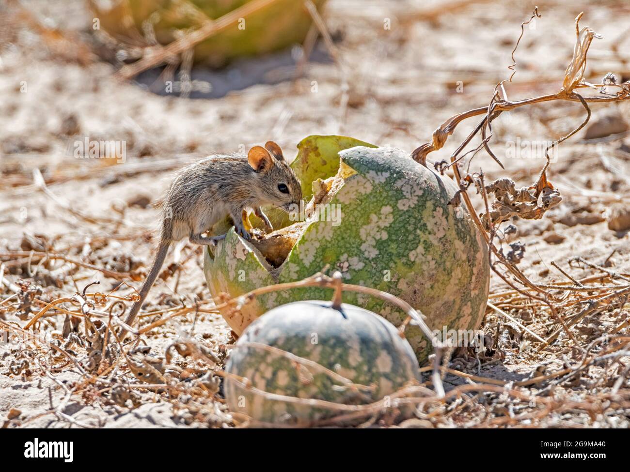 A Striped Mouse eating a Tsaama Melon in Southern African savannah ...