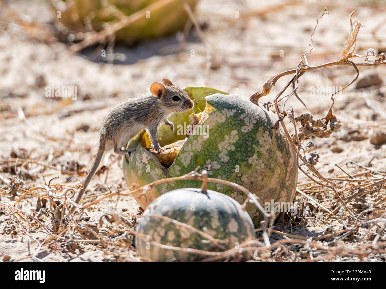 A Striped Mouse eating a Tsaama Melon in Southern African savannah ...