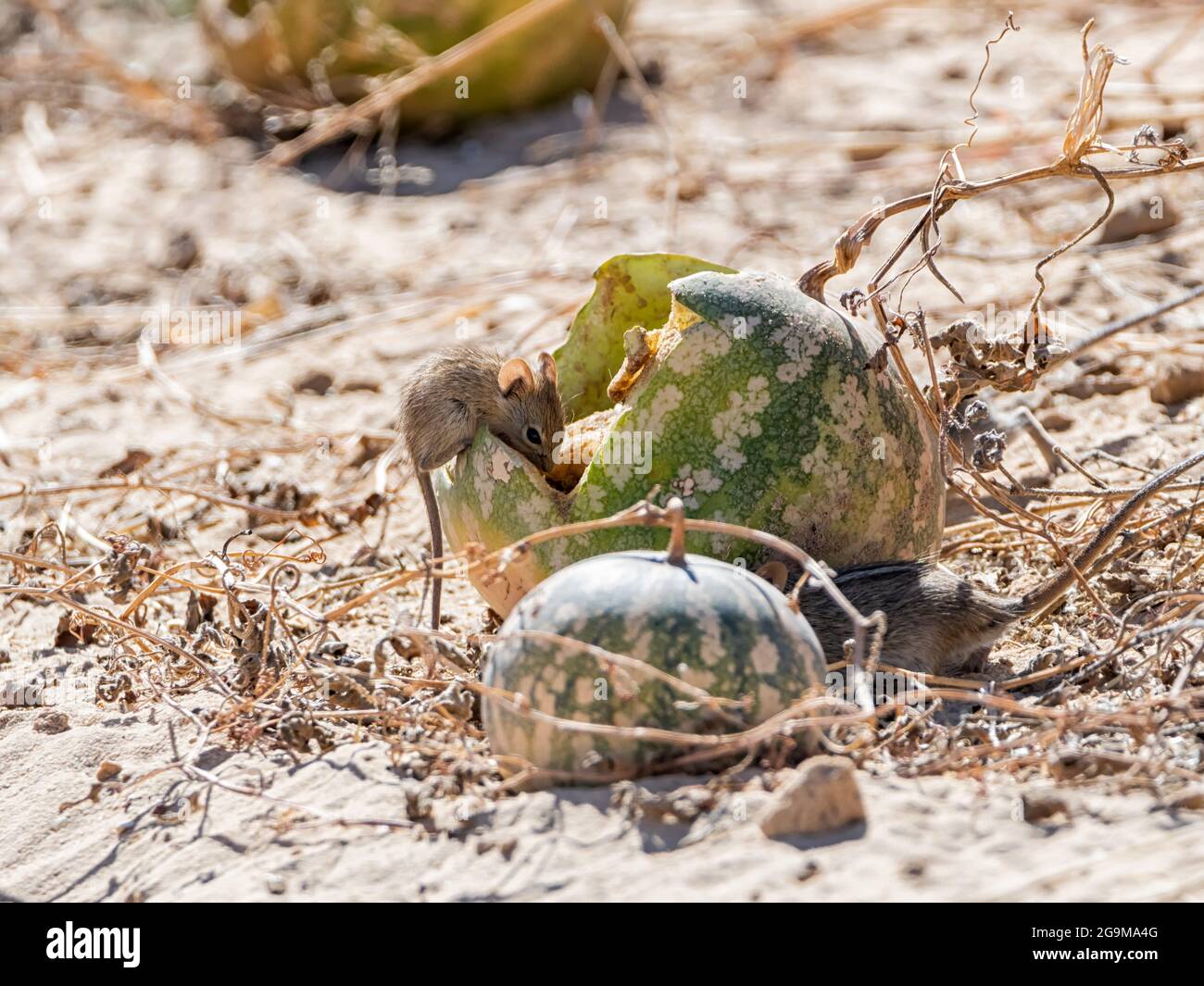 A Striped Mouse eating a Tsaama Melon in Southern African savannah ...