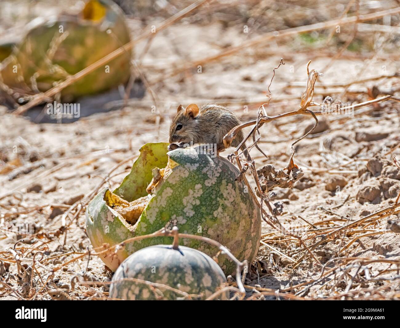 Kalahari Mouse High Resolution Stock Photography and Images - Alamy