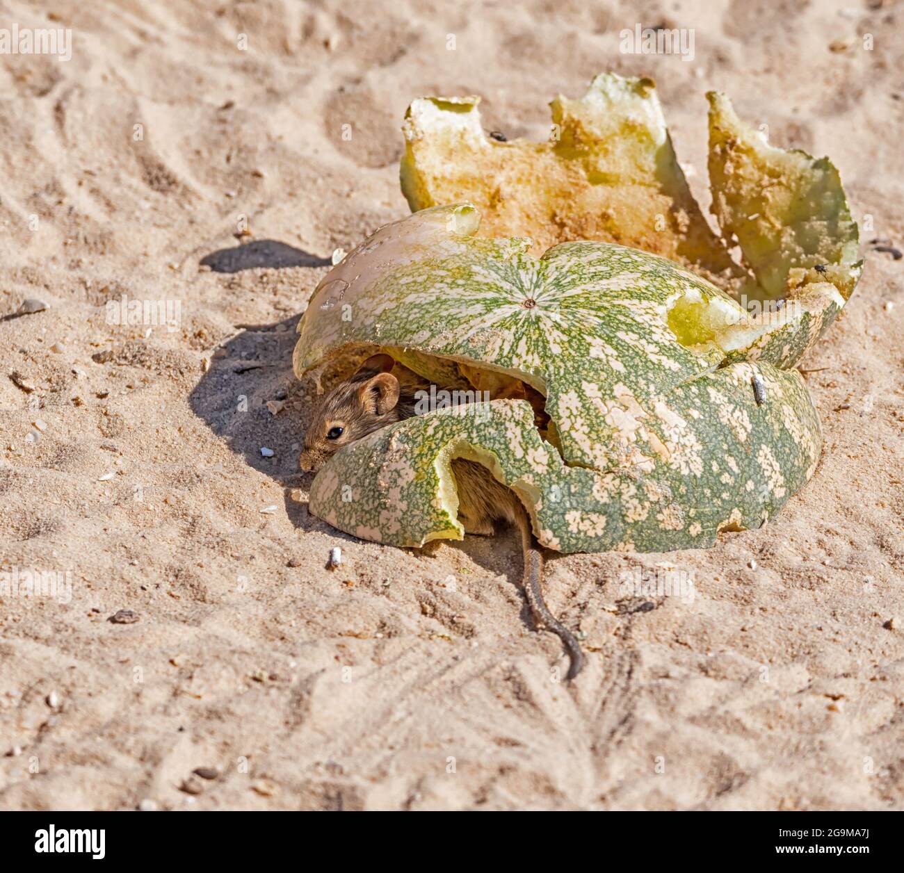 Kalahari Mouse High Resolution Stock Photography and Images - Alamy