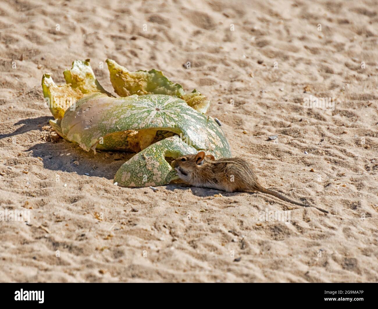 Kalahari Mouse High Resolution Stock Photography and Images - Alamy