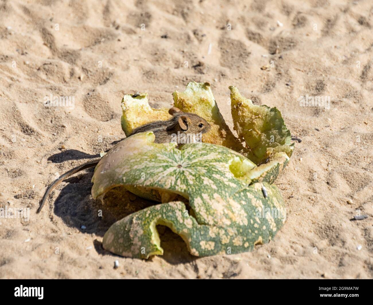 Kalahari Mouse High Resolution Stock Photography and Images - Alamy