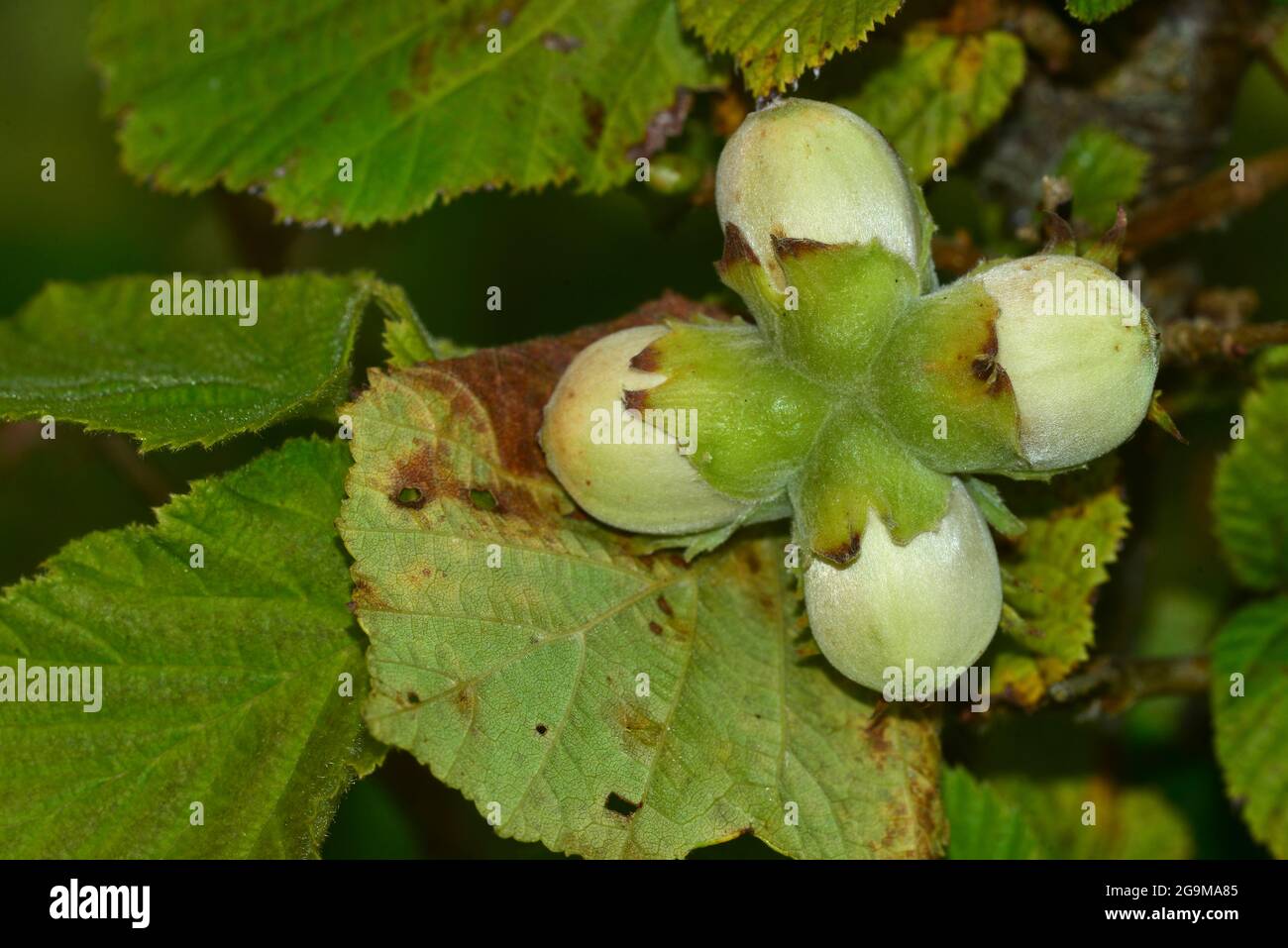 Unripe hazel nuts on tree. Dorset, UK August 2017 Stock Photo - Alamy