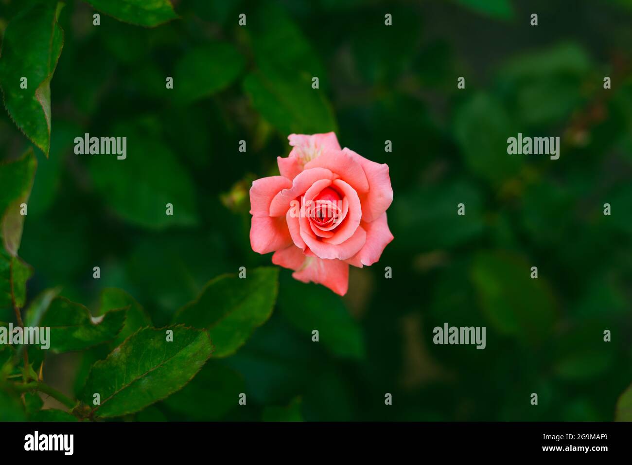 Beautiful bright rose of delicate pink color in the center of the frame ...