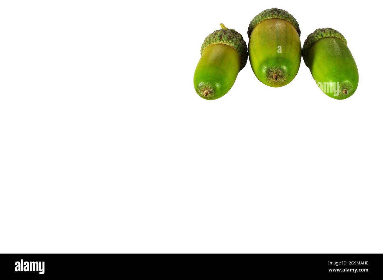 three acorns on white background Stock Photo - Alamy