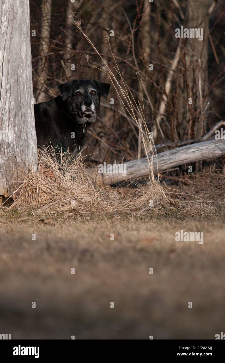 Lab animals hi-res stock photography and images - Alamy