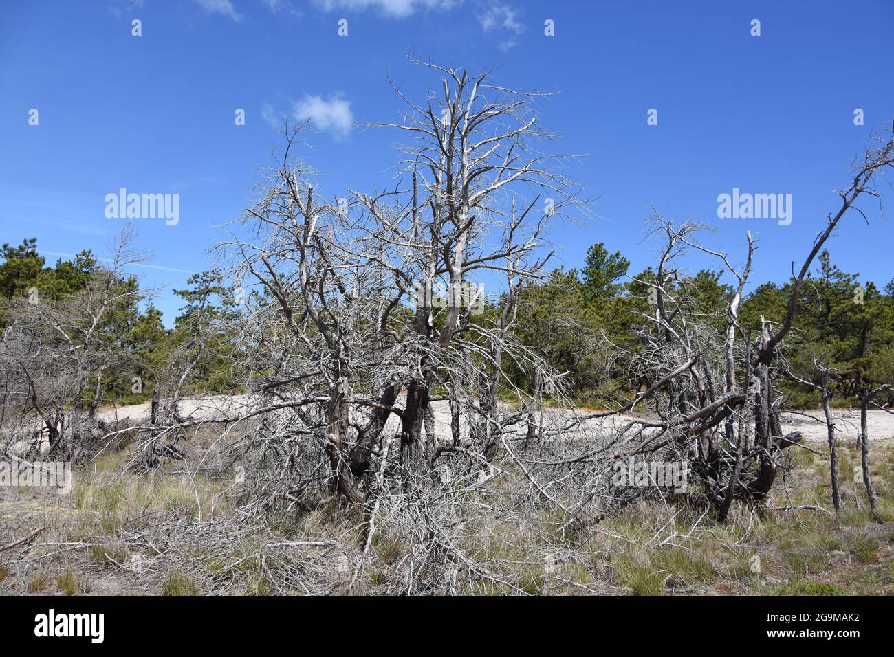 Group of dry dead trees along Cape Cod Stock Photo - Alamy