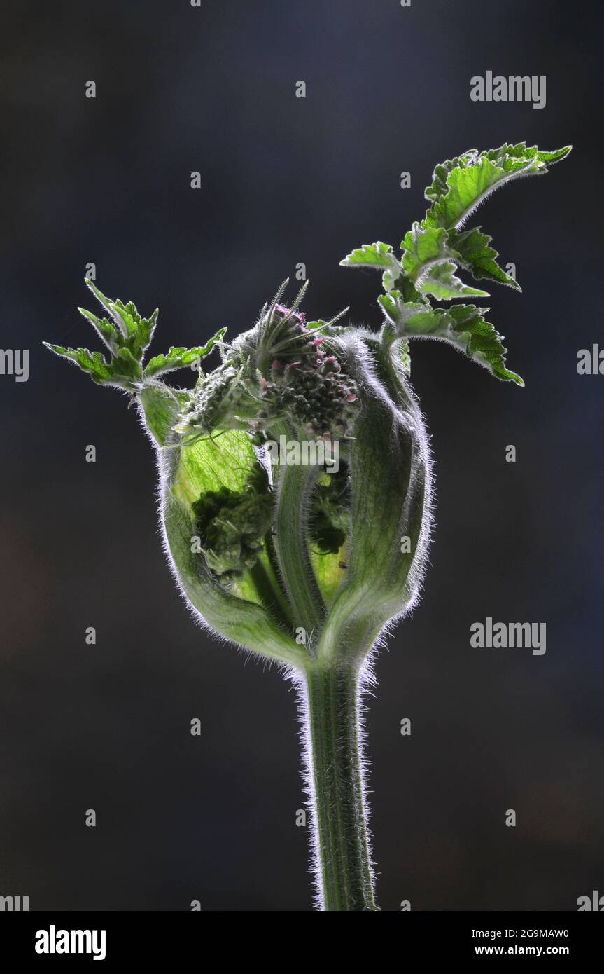 Portrait of common hogweed bud breaking. Dorset, UK May 2018 Stock ...