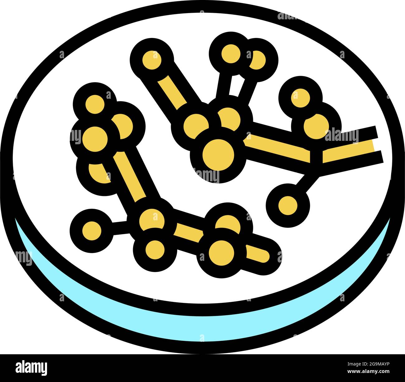 Candida albicans Stock Vector Images - Alamy