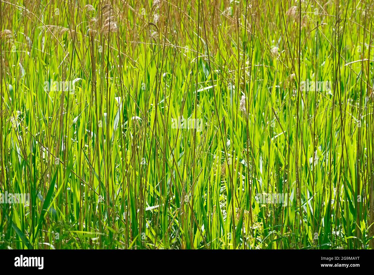 Dense background hi-res stock photography and images - Alamy