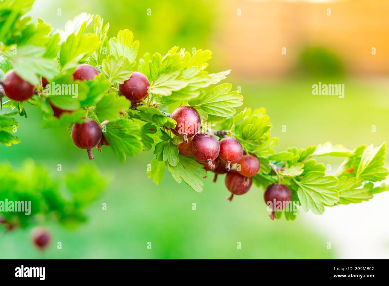 Gooseberry bush branch with beautiful red gooseberry berries Stock ...