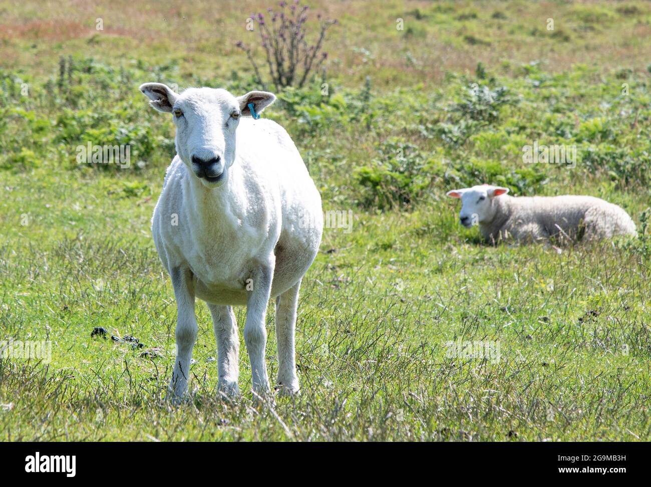 Sheep enjoying a hot summer day in Mortehoe, North Devon, UK. 30th June ...