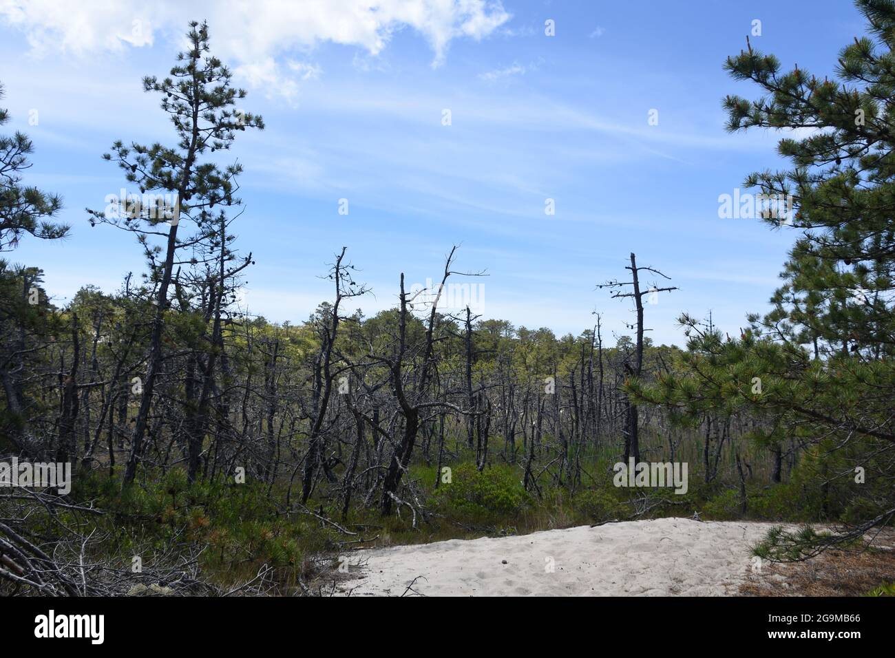 Large forest of dead and dried trees on Cape Cod Stock Photo - Alamy