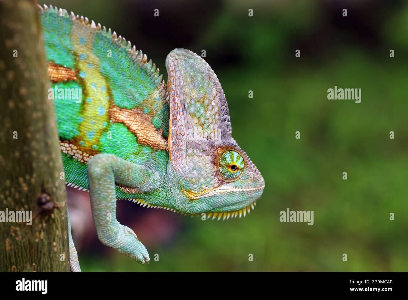 Close up chameleon hi-res stock photography and images - Alamy