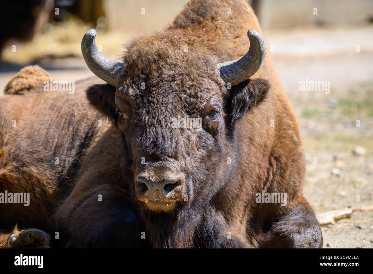 Large European bison also known as Bison bonasus Stock Photo - Alamy