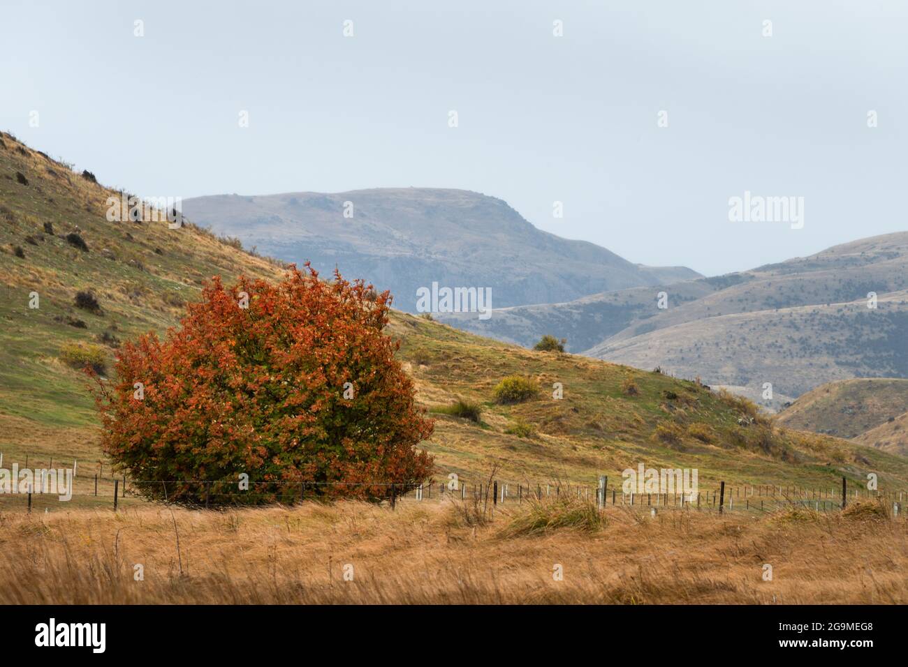 Red autumn tree standing among the rolling hills, Canterbury, South ...