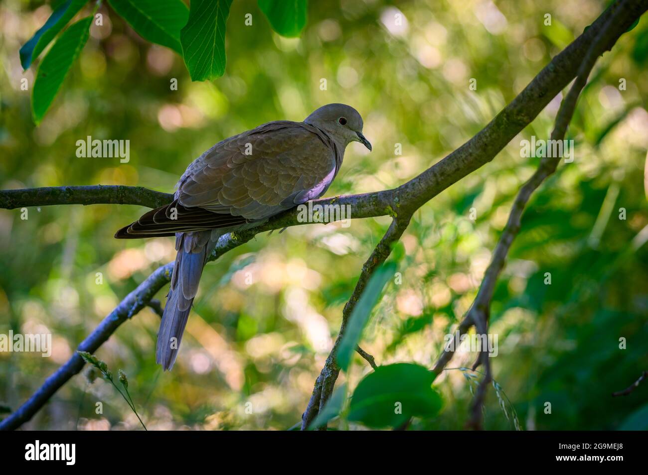 Wood pigeon sitting on a tree between leaves Stock Photo - Alamy