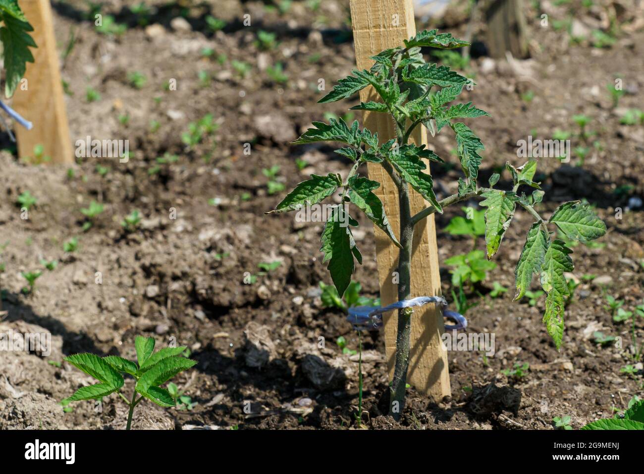 Tomato seed sprouting hi-res stock photography and images - Alamy