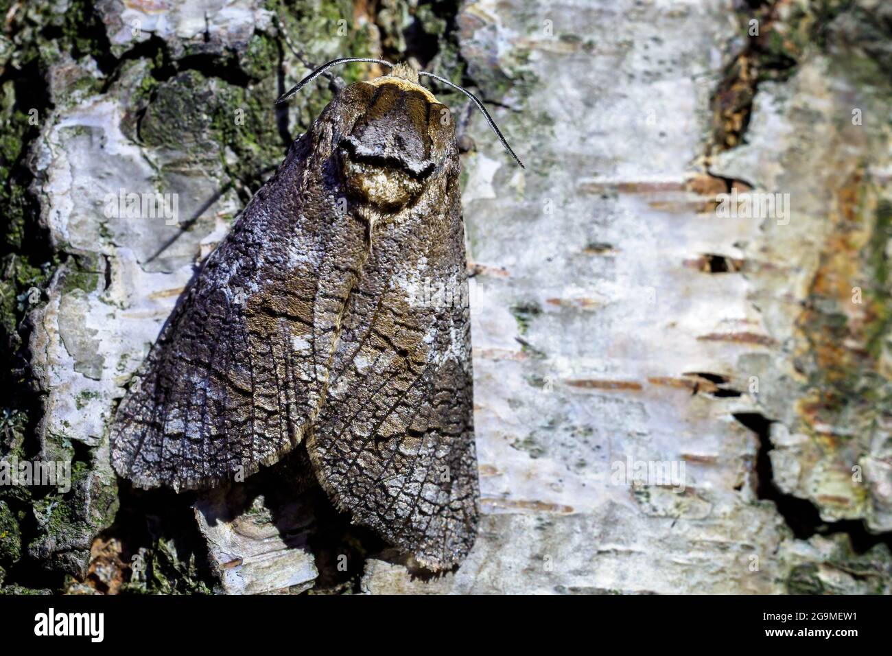 Night moth hi-res stock photography and images - Alamy
