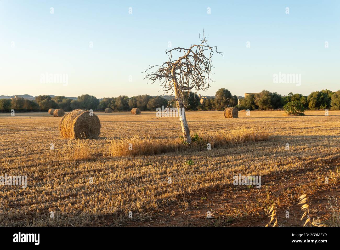 Landscape in the interior of the island of Mallorca. A dry fig tree ...