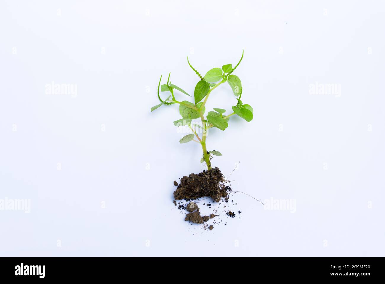 Small young green plant with soil isolated on white background Stock ...
