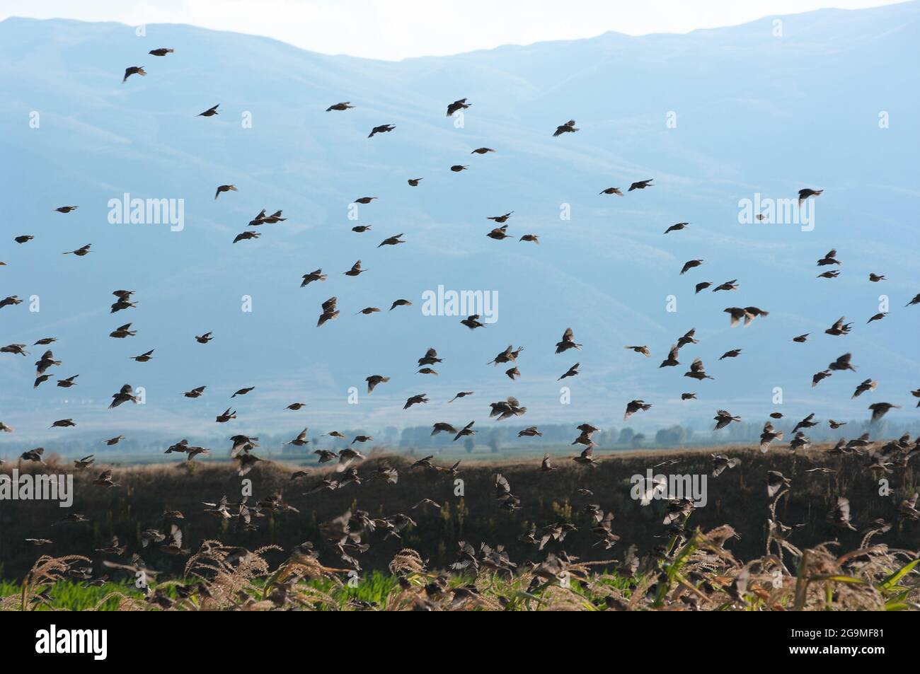 a large flock of birds is flying Stock Photo - Alamy