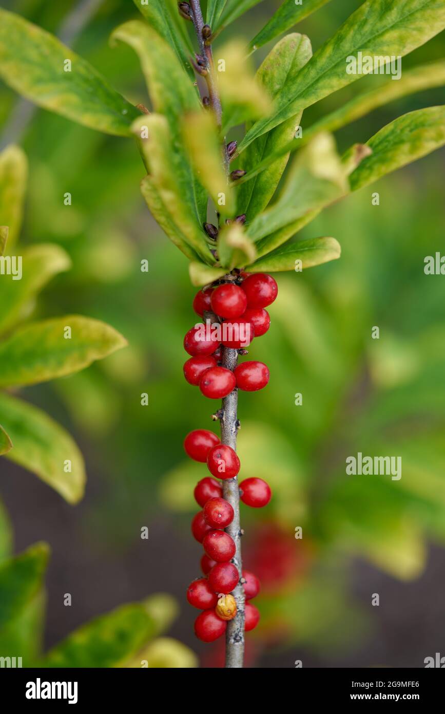 Mezereon red berries berry Daphne mezereum toxic poisonous Stock Photo ...