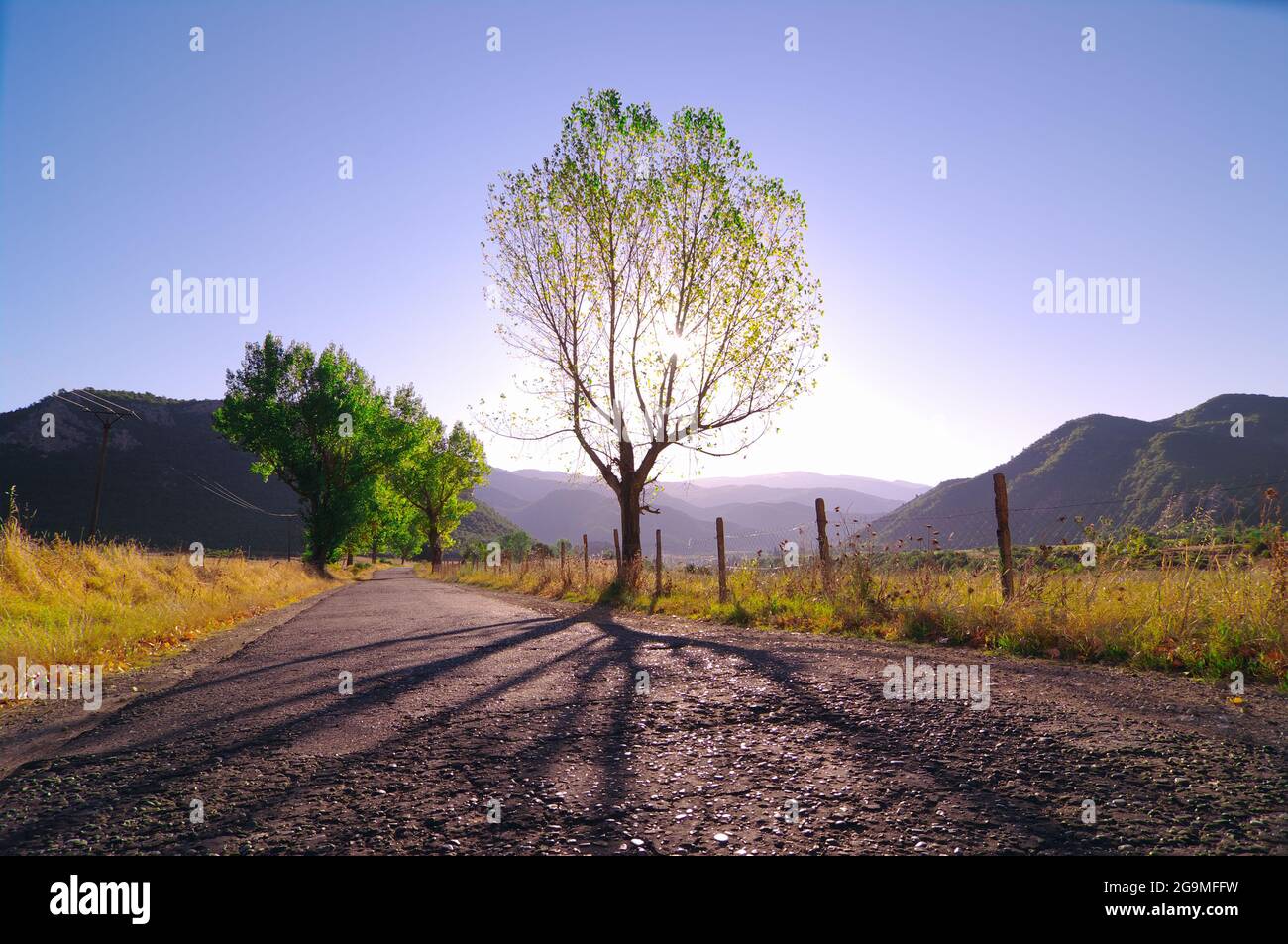 long shadow of tree in backlight agaist violet morning, Albania Stock ...