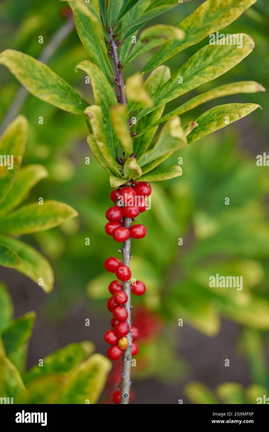 Mezereon red berries berry Daphne mezereum toxic poisonous Stock Photo ...