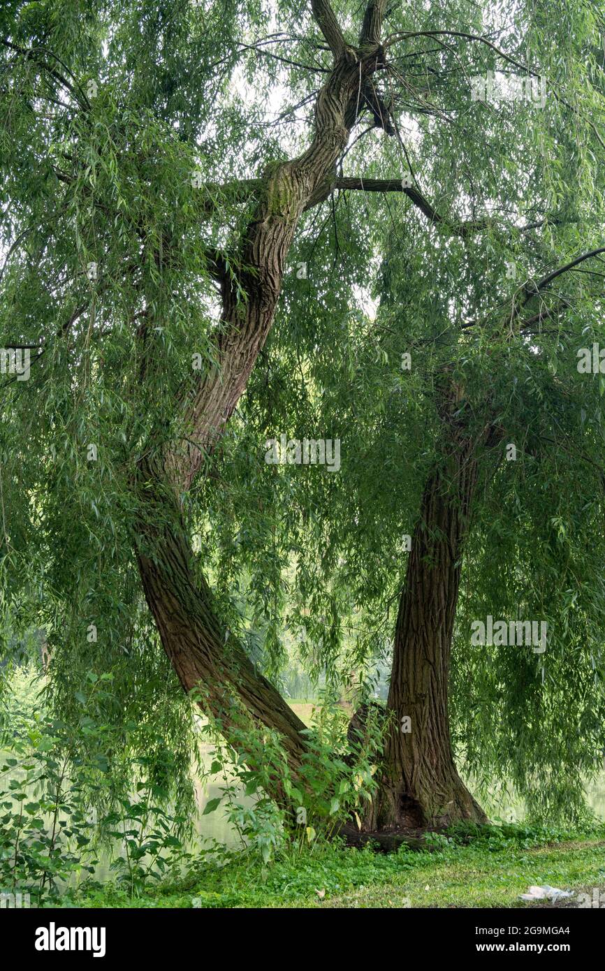 Curved and curved Stock Photo - Alamy